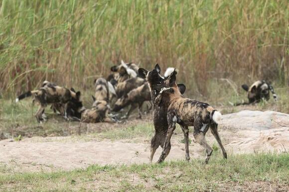 How Wild Dogs Work Together to Take Down Prey - NewsBreak