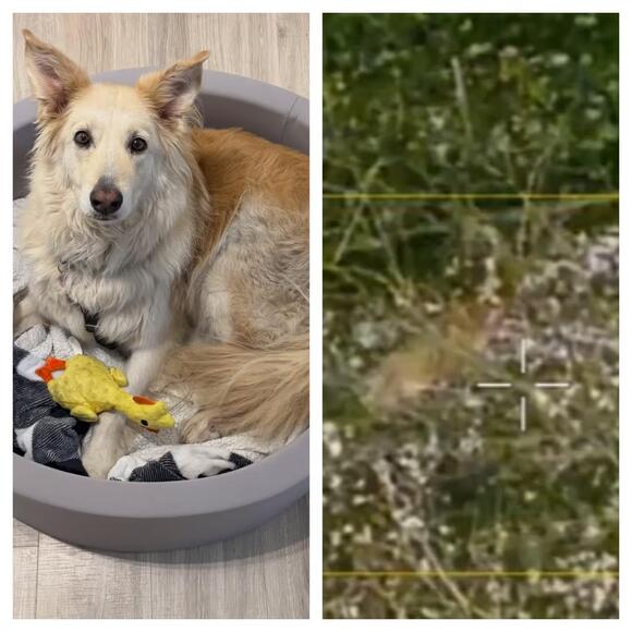 Escaped Dog Runs 26 Miles On NJ Turnpike In Woodbridge, Captured With ...