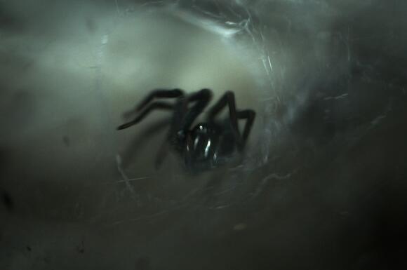 15 Creatures That Thrive in Active Volcano Zones - NewsBreak