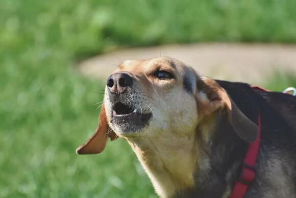 Your Dog’s Bark: What It Means When They Make These 5 Sounds - NewsBreak