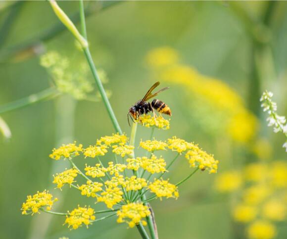 Invasive Yellow-Legged Hornets Spotted for the First Time in York ...