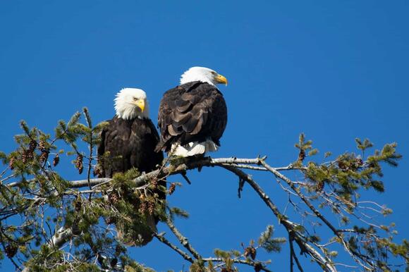 21 Bald Eagle Facts Every American Should Know - NewsBreak