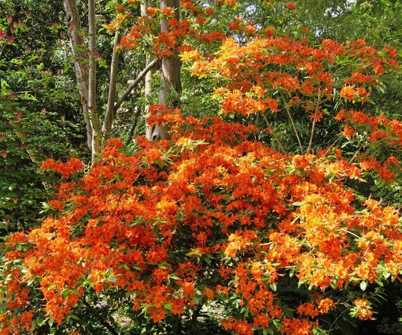 How to care for azaleas in summer – 3 expert tips for healthy plants ...