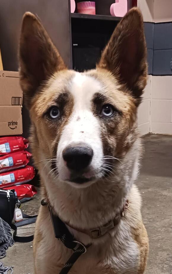 🐶 Playful, Loyal & Loving Dogs Ready for Adoption in St. Marys - NewsBreak