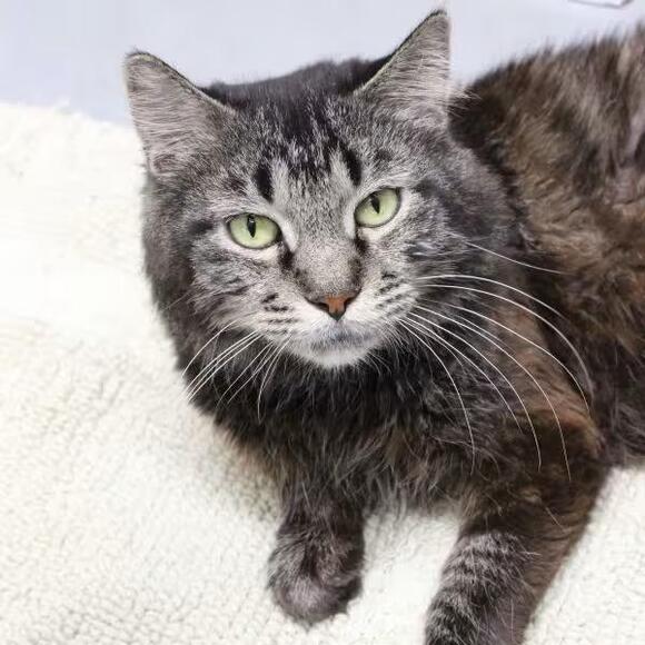 🐱 Sweet Cats Waiting for Adoption in Des Moines - NewsBreak