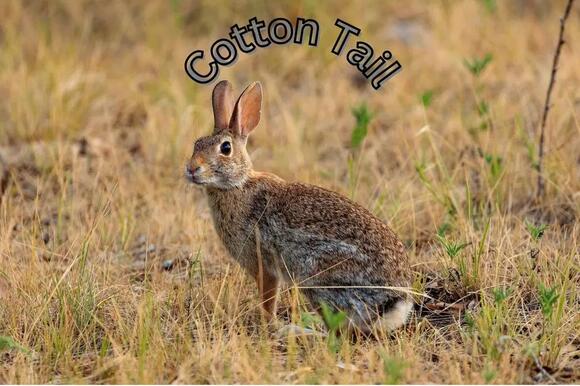 Louisiana Black Bear Hunt 2025: Final Harvest Numbers Released - NewsBreak