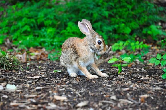 10 Smallest Mammals on Earth - NewsBreak