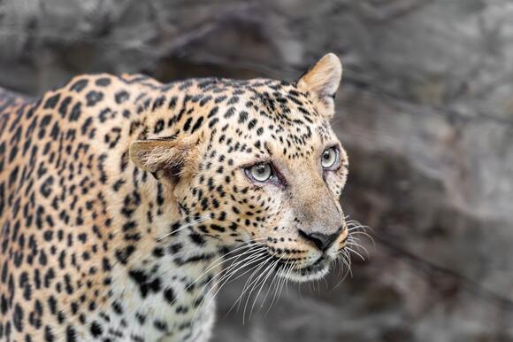 Wild Cat Mistaken for Leopard Sparks Panic Across Hyderabad - NewsBreak