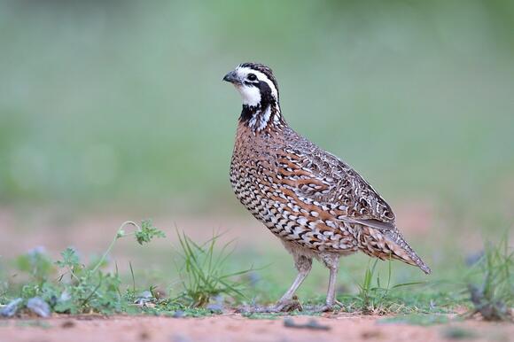 What happened to the quail? A wildlife biologist shares the answer ...