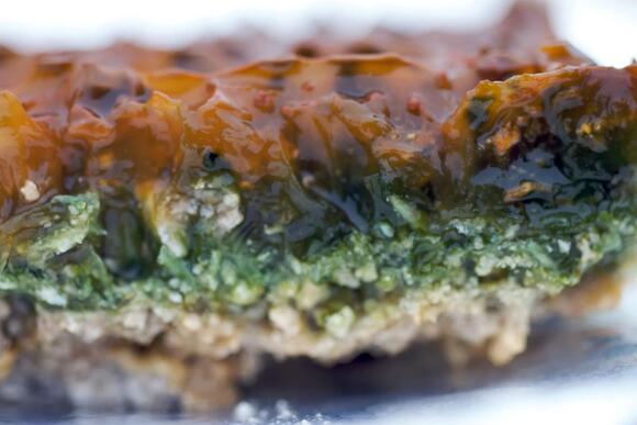 Before Dinosaurs, There Were Sea Scorpions: Life in the Cambrian Ocean ...