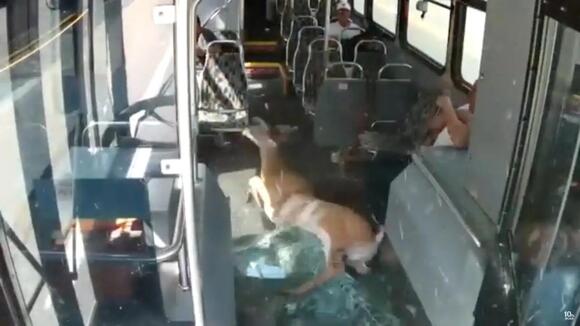 Video captures deer crashing through bus windshield — as driver cooly ...