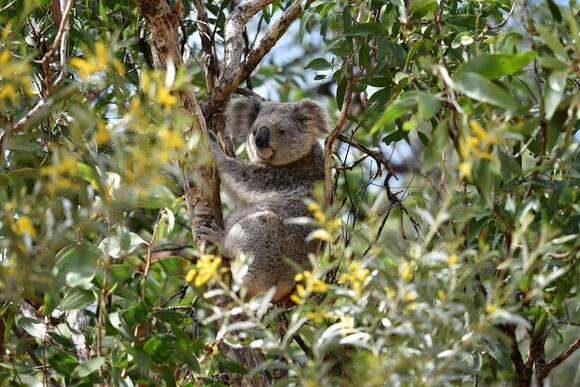 Koala Versus Kangaroo: How Australia’s Icons Differ in the Wild - NewsBreak