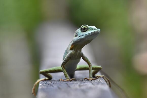 15 Ways Animals Have Adapted to Survive in Harsh Climates - NewsBreak