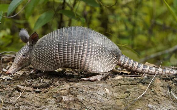 Turns Out Texas’ State Small Mammal Is Actually 4 Different Species
