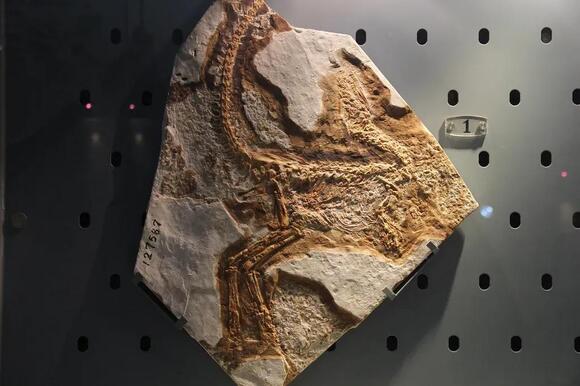 9 Times a Single Dinosaur Fossil Discovery Sent the Scientific ...