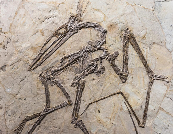 The Complete List of Every U.S. State Dinosaur and Fossil - NewsBreak