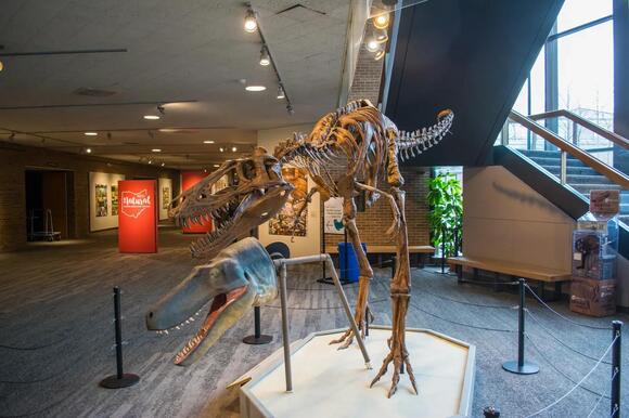8 New Theories Reshaping Our Understanding of Dinosaur Evolution ...