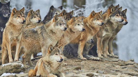 14 states where wolves are making a real comeback - NewsBreak