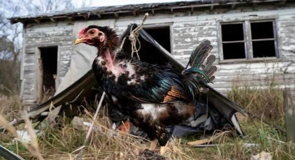 Hundreds Of Fighting Roosters Abandoned At North Carolina Farm ...