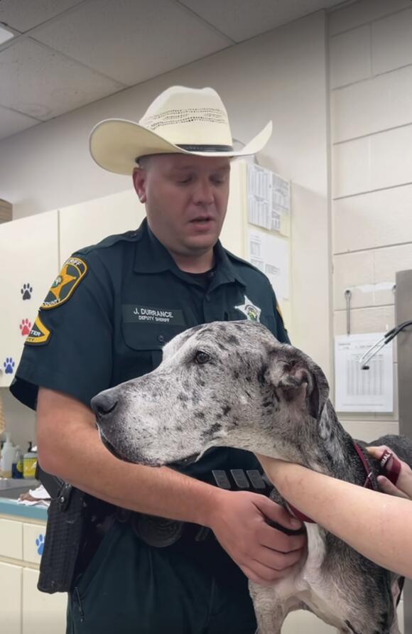 Severely Emaciated Great Dane With Bumblefoot Recovering After Florida ...