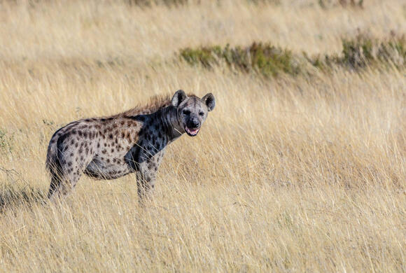 The Truth About Hyena Behavior vs. The Lion King’s Villains - NewsBreak