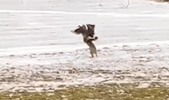 Fox Nearly Takes Flight As It Mounts Attack On A Canada Goose - NewsBreak