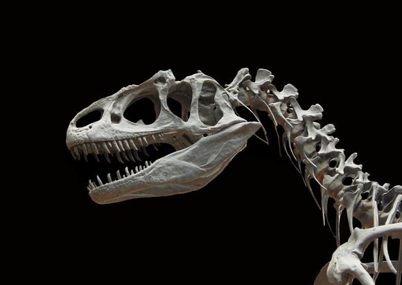 Why Dinosaurs Became the Most Famous Fossils in the World - NewsBreak