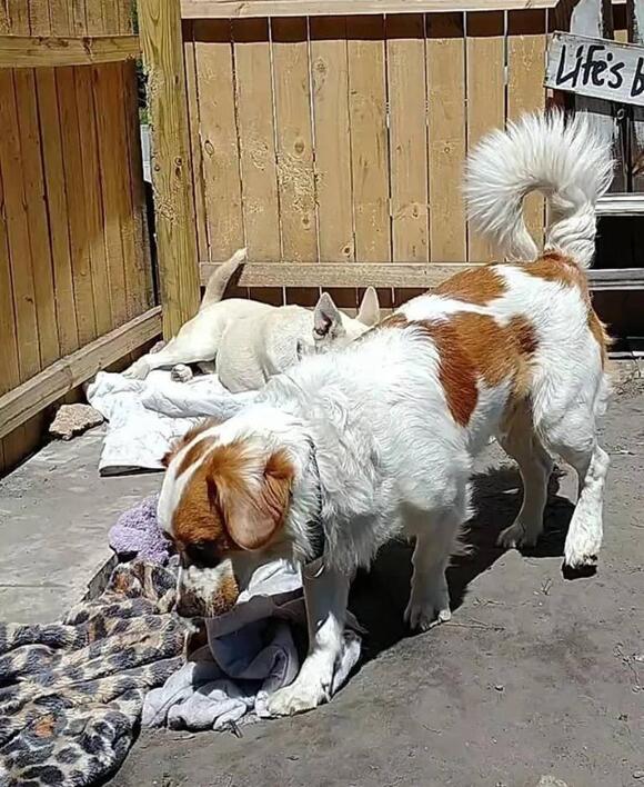 A Young Australian Shepherd Mix Pup Seeks Foster Home After Placement ...