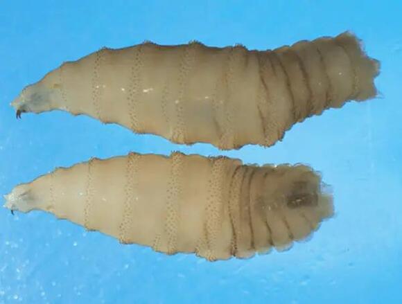Flesh-Eating Parasites Creeping Toward Florida Force Border Lockdown To ...