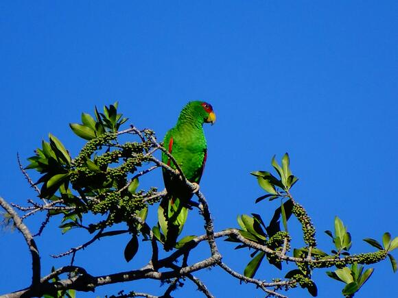 20 Birds That Make the Best Pets for Families - NewsBreak