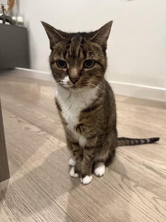 🐱 Playful, Gentle & Senior Cats Ready for Adoption in Seattle - NewsBreak
