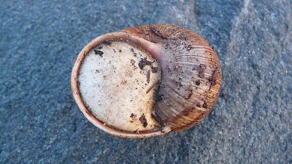 Why Snails Hibernate Inside Their Shells - NewsBreak