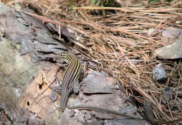 How to Identify Lizards in South Carolina: Complete Native Species ...