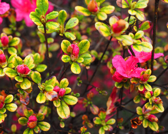What your Azalea Needs in March to Survive, Thrive & Grow Abundant ...