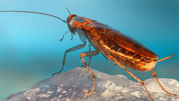 Cockroaches Have Been Hiding a DNA Secret For Millions of Years - NewsBreak