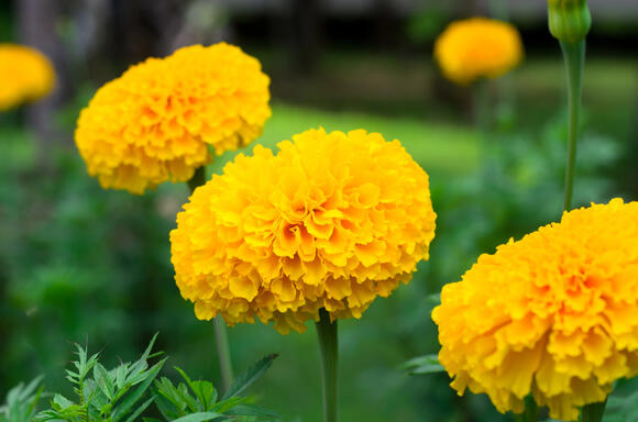 7 Flowers With Perfectly Round, Ball-Shaped Blooms - NewsBreak