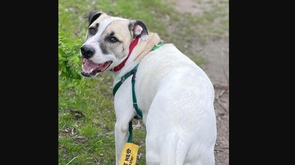 After Nearly 2 Years in Rescue Cody Is Still Waiting for Someone to ...