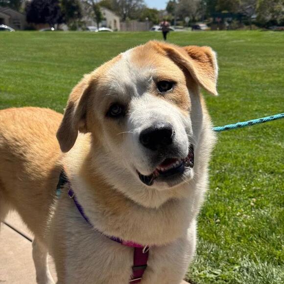 🐶 Playful, Brave & Loving Dogs Ready for Adoption in Santa Barbara ...