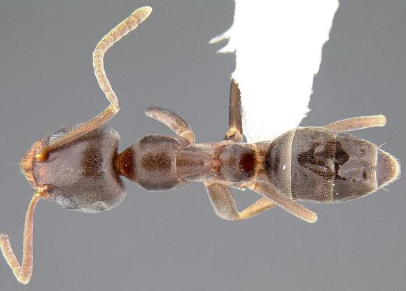 The Great Ant War: How Argentine Supercolonies Are Waging War and ...