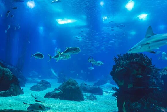 The Mystery Behind These Strange Deep-Sea Noises - NewsBreak