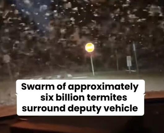 Six Billion Termites Swarm a Louisiana Deputy's Car in Viral Video That ...