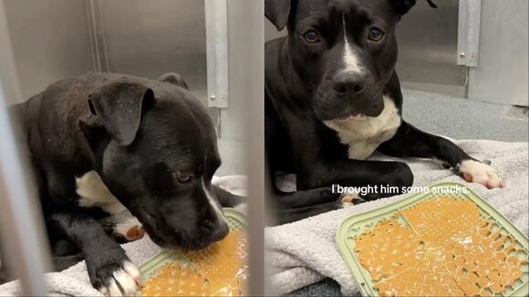 ‘Scared’ Shelter Dog Left Behind Finally Leaves Kennel With a Little ...