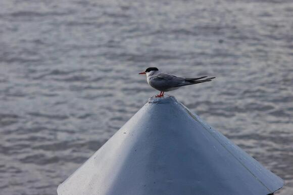 Why This Bird Can Navigate 6,000 Miles Without Getting Lost - NewsBreak