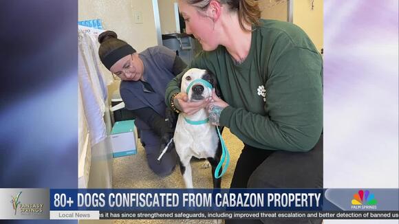 82 Dogs Seized in Cabazon Hoarding Case, County Seeks Help - NewsBreak
