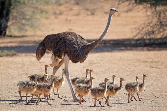 Top 10 Largest Animals in the World - NewsBreak