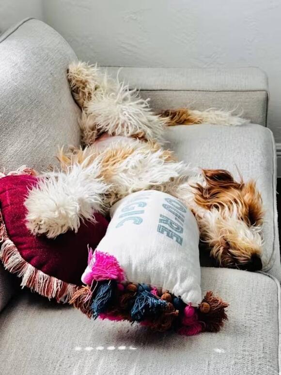 Meet a Goldendoodle that survived life-threatening health issues, now ...
