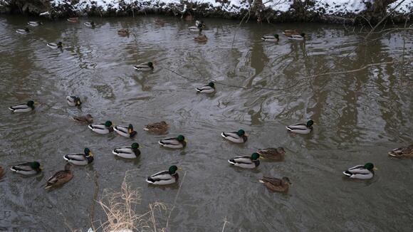 New Study Shows Shifting Migration Routes Are Changing Where Hunters ...