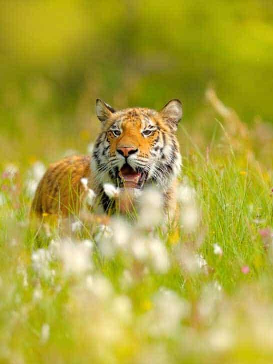 20 Things You Should Know About Siberian Tigers - NewsBreak