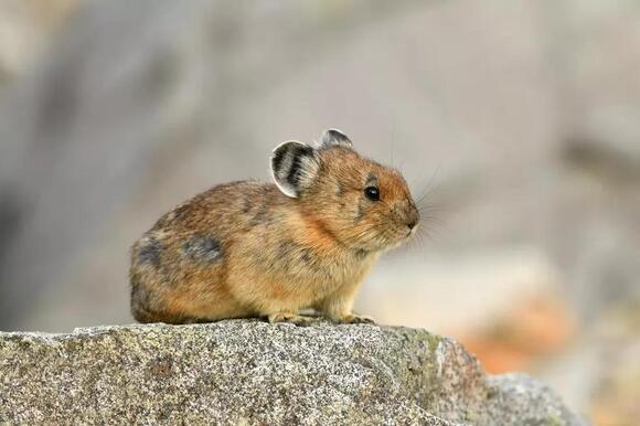 Colorado’s Gray Wolf Plan Is on Hold — What Happens Now? - NewsBreak