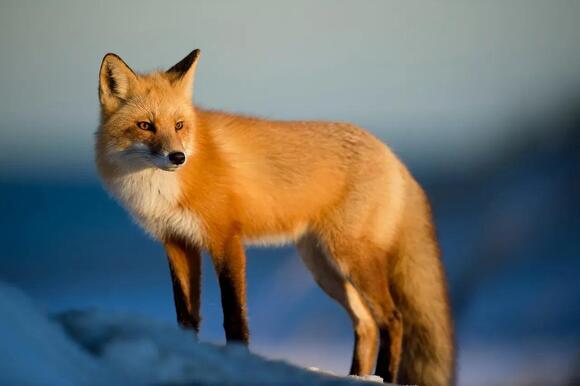 What Wild Animal Reflects Your Zodiac Sign When Under Pressure Across ...